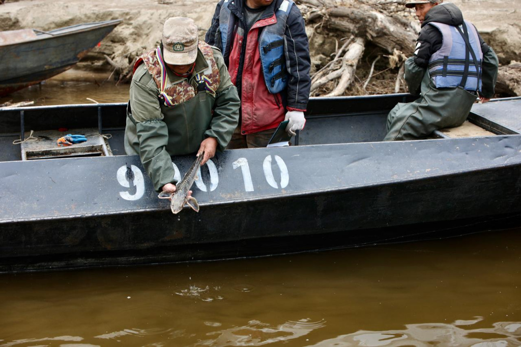Охрана рыбных запасов трансграничных вод Среднего Амура под двойным ...